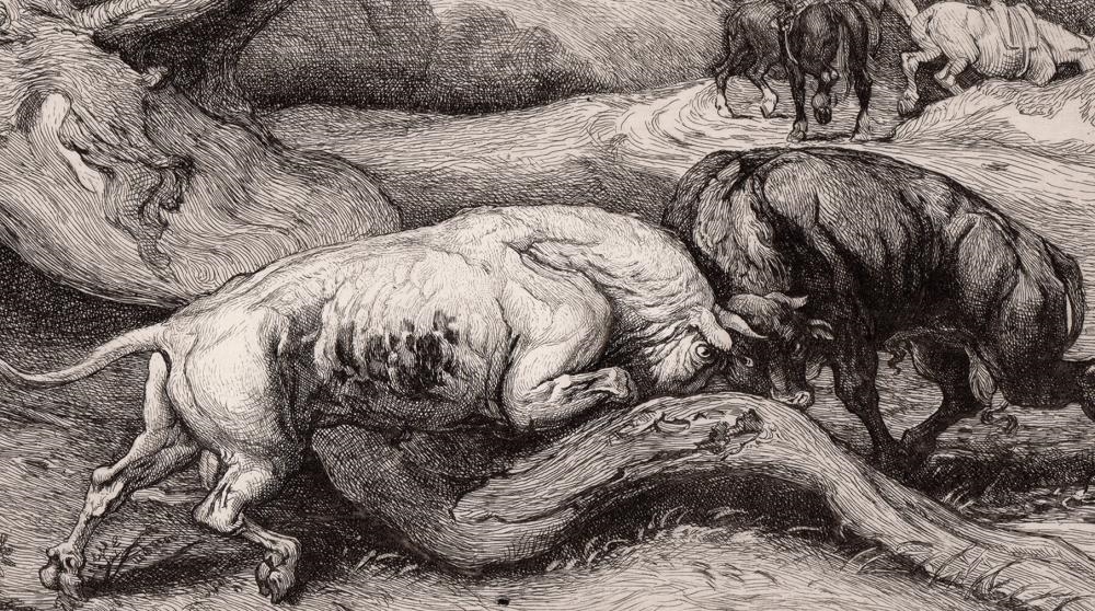 James Ward | James Ward 1874 etching Fighting Bulls signed (1874 ...