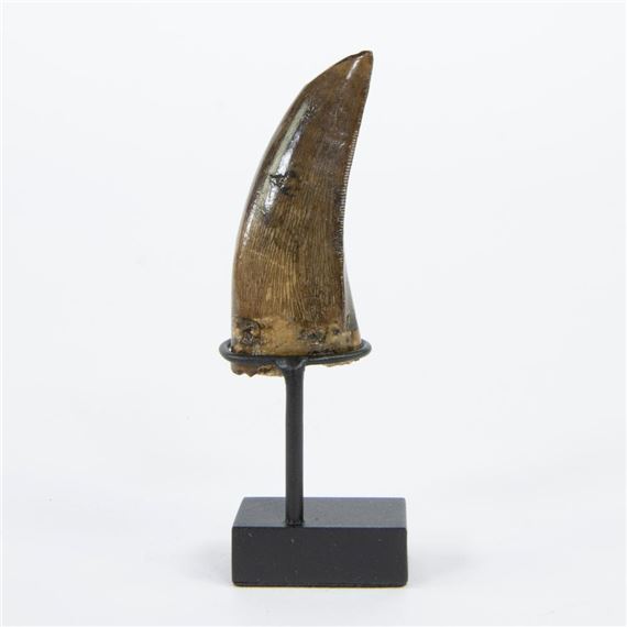 Montana | Tyrannosaurus rex tooth | MutualArt