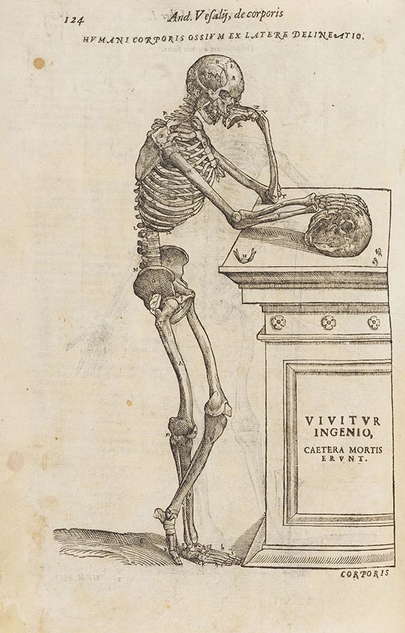 Andreas Vesalius | Anatomia (1604) | MutualArt