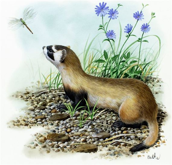 Don Balke | Black-footed Ferret (1986) | MutualArt