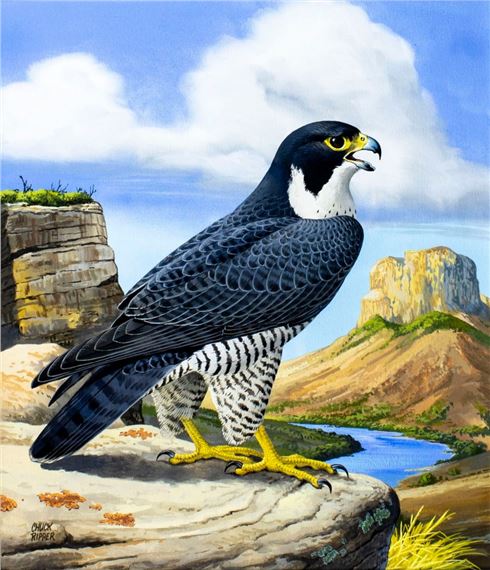 Chuck Ripper | Peregrine Falcon Bird (1992) | MutualArt
