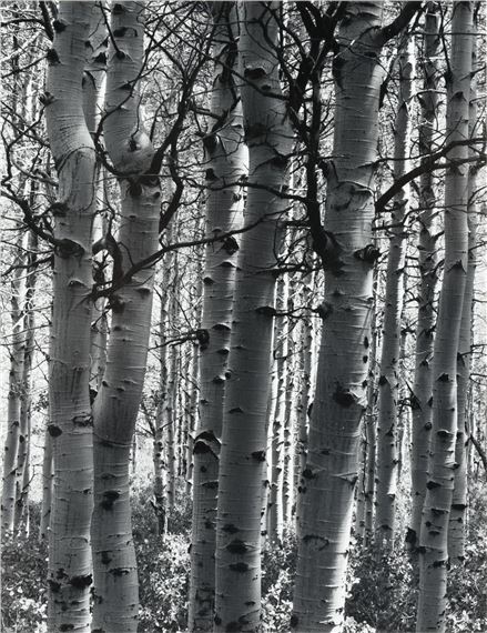 Henry Gilpin | Birch Trees, (1922) | MutualArt