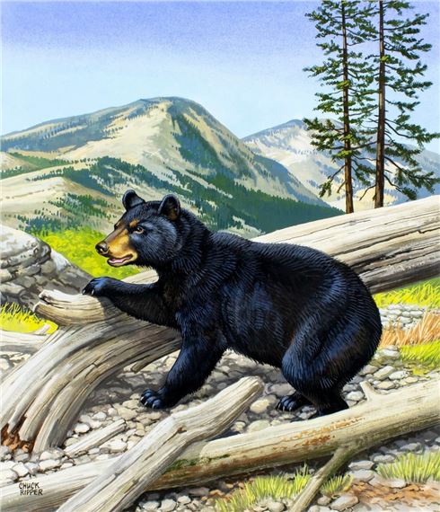 Chuck Ripper | American Black Bear - Ursus Americanus (titled on verso ...