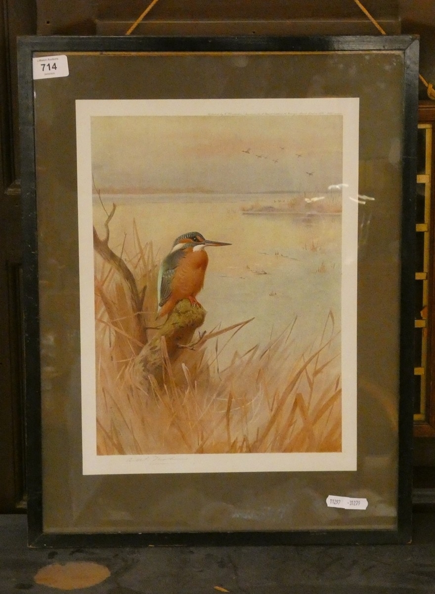 Archibald Thorburn | Signed Archibald Thorburn print of a Kingfisher ...