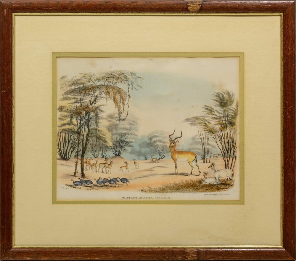 William Cornwallis Harris | The Pallah | MutualArt