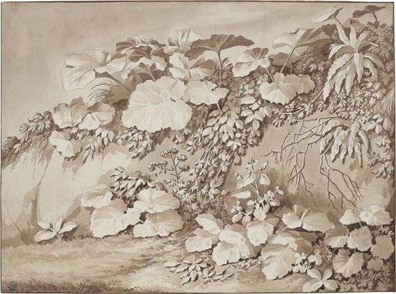 Jacob Philippe Hackert | Pflanzenstudie (1777) | MutualArt