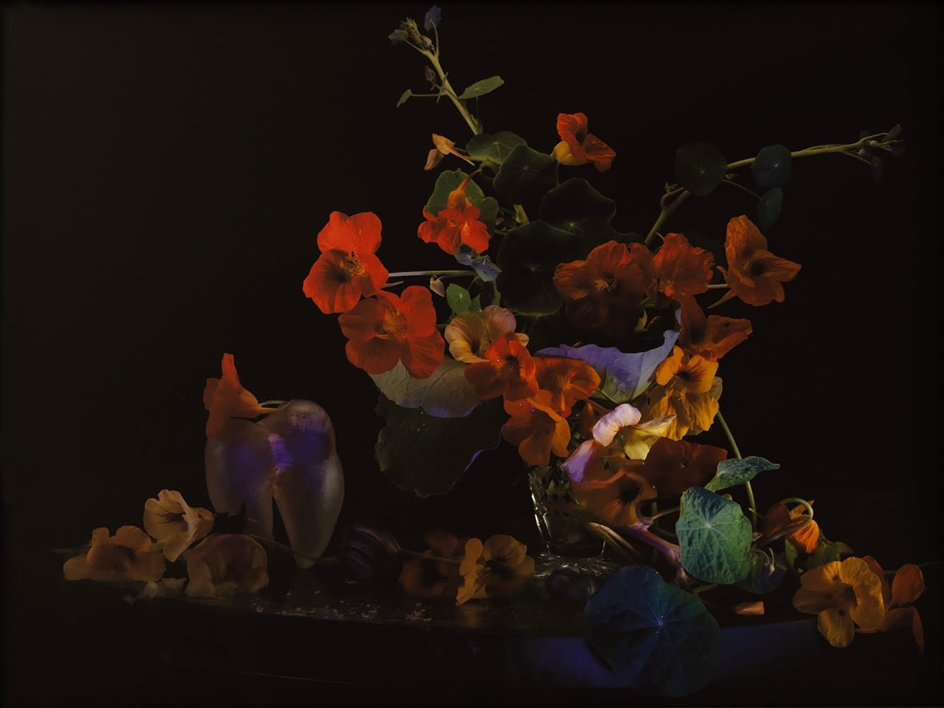 Fiona Pardington | Still Life with Nasturtium (2013) | MutualArt