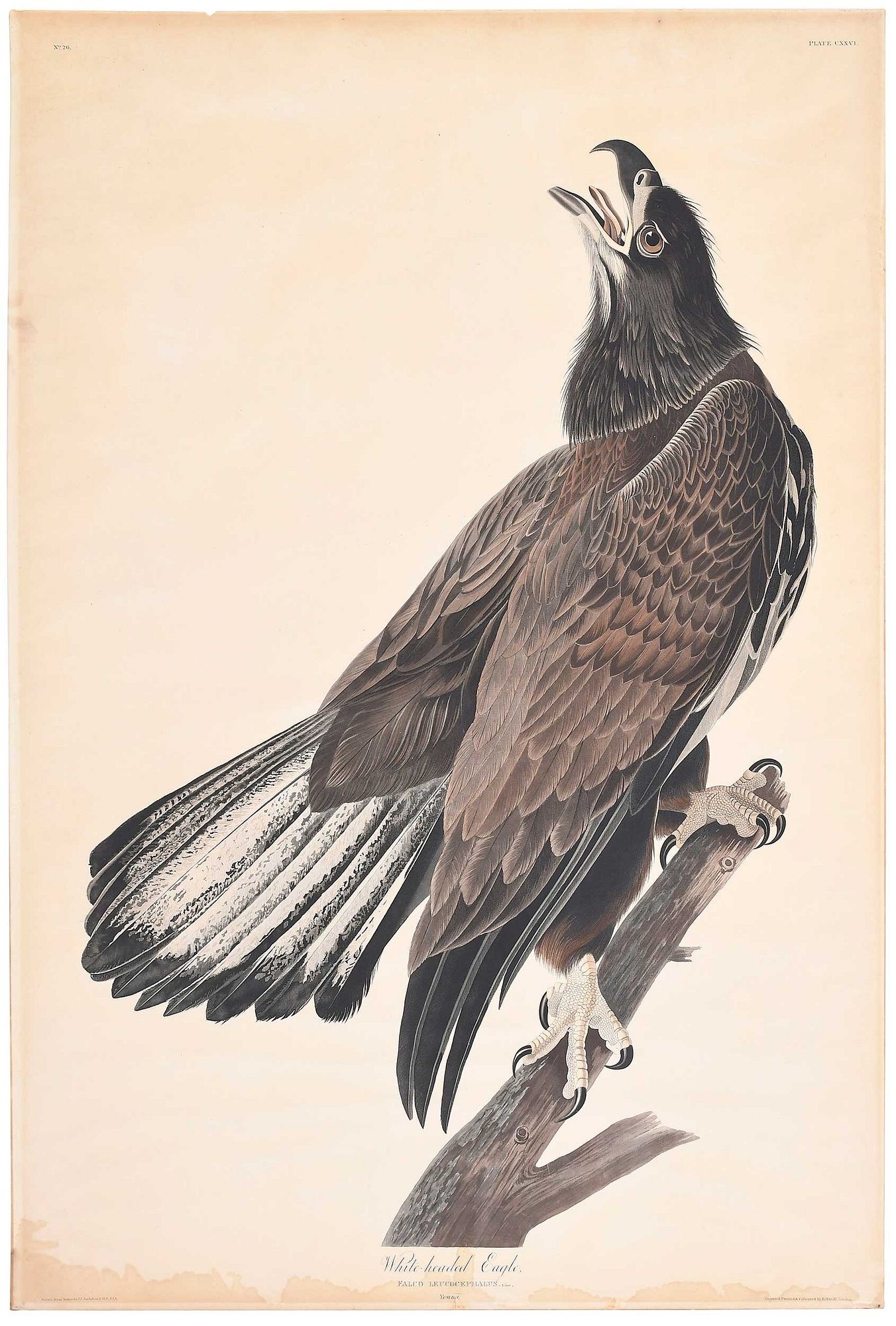 John James Audubon | Plate CXXVI | MutualArt