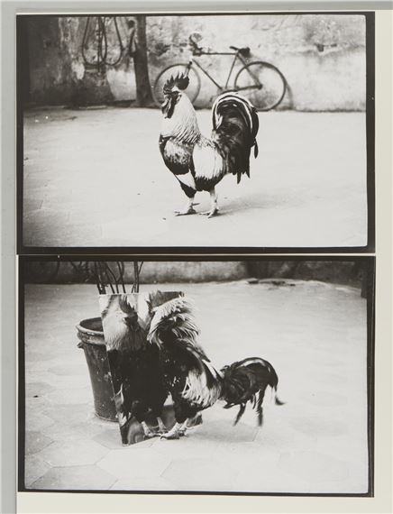 Bruno Locci | IL GALLO DI GALLURA | MutualArt