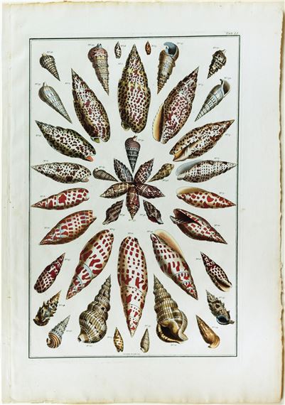 Albertus Seba | Seba Engraving from Locupletissimi Rerum Naturalium ...