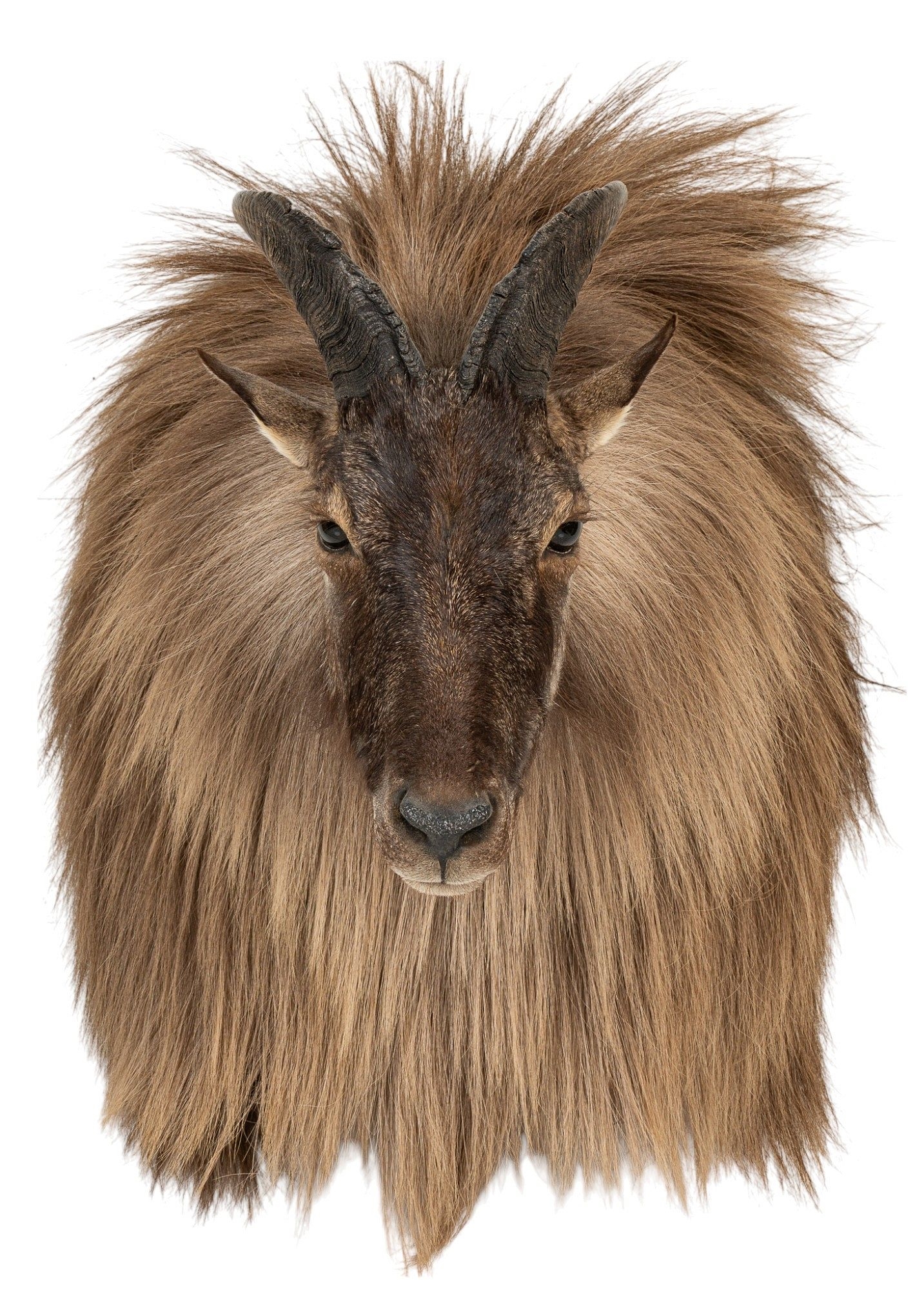 Virginia Scott | Himalayan Tahr Shoulder Mount | MutualArt