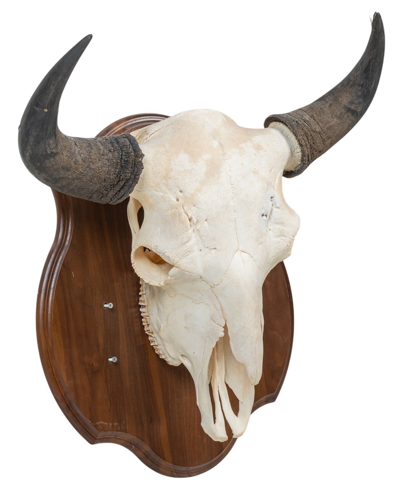 Virginia Scott | Buffalo Skull with Horns | MutualArt
