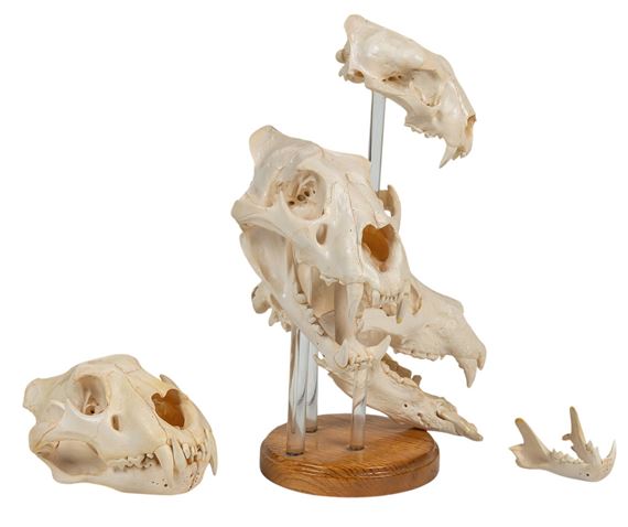 Virginia Scott | Collection of Animal Skulls | MutualArt