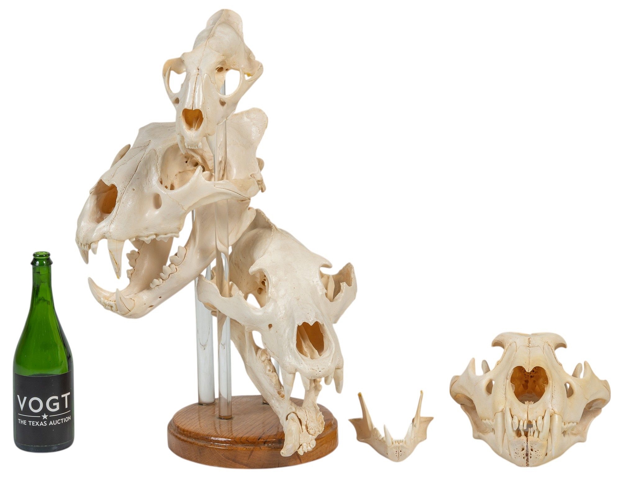 Virginia Scott | Collection of Animal Skulls | MutualArt