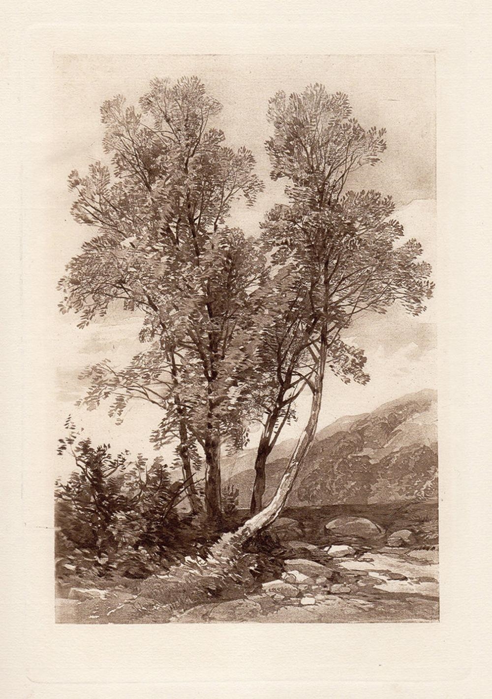 James Duffield Harding | Study of Ash Trees (1883) | MutualArt