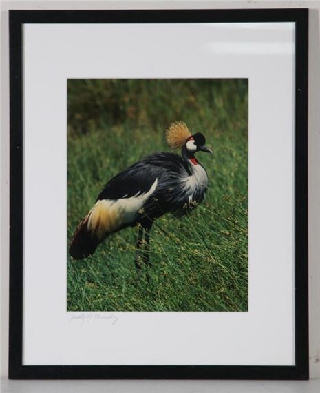 Judy Youens | JUDY YOUENS AFRICAN CROWNED CRANE PHOTOGRAPH | MutualArt