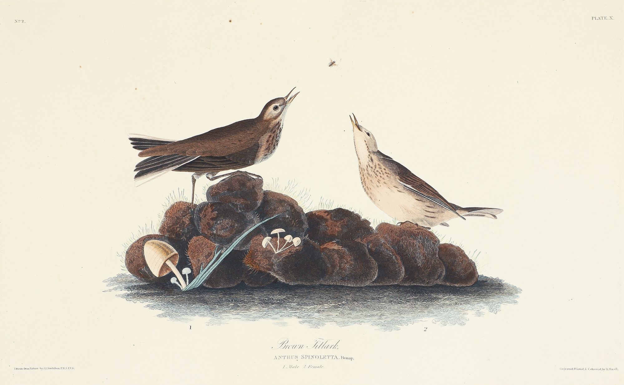 John James Audubon | John James Audubon Brown Titlark 1835 Havell ...