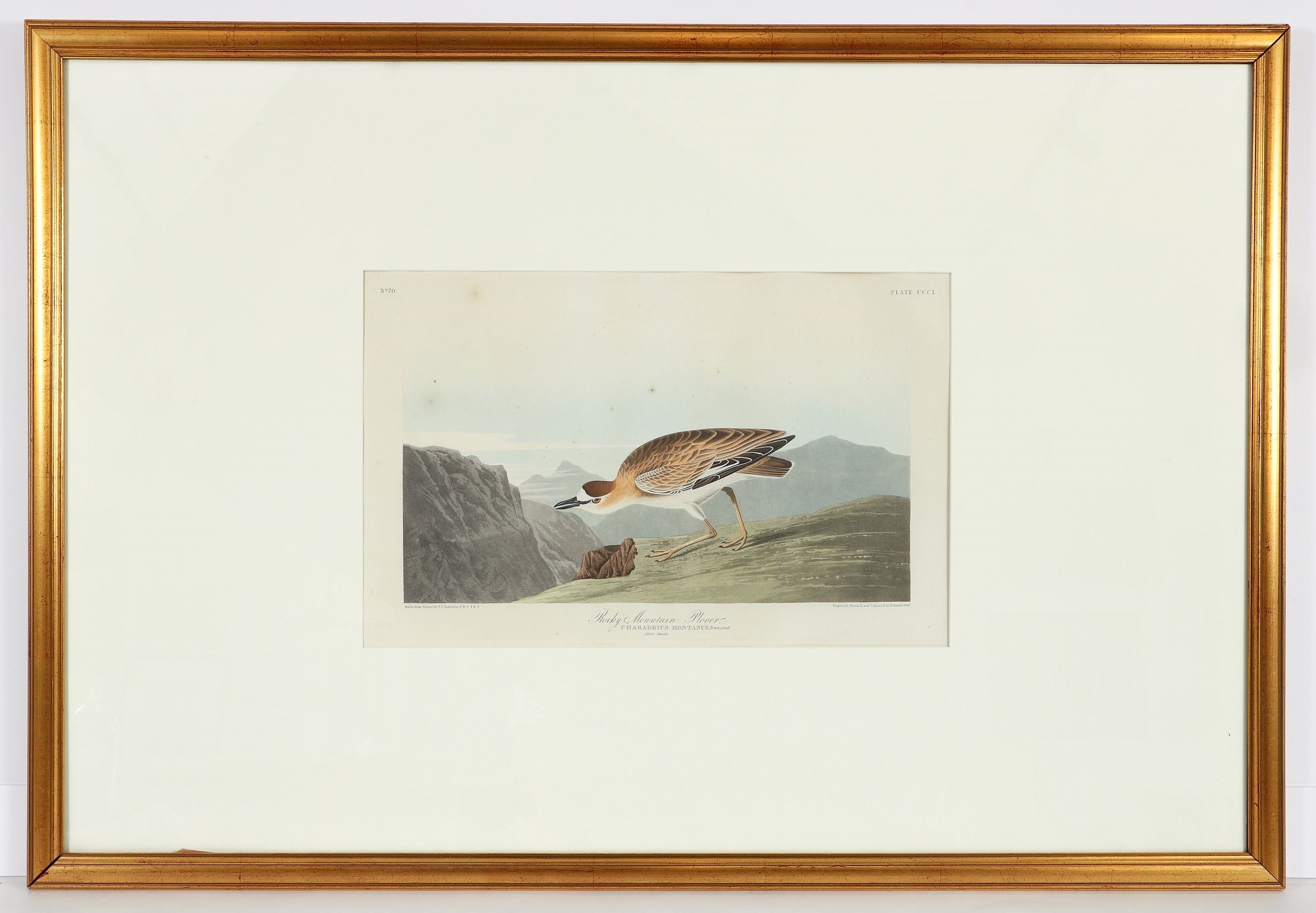 John James Audubon | John James Audubon Rocky Mountain Plover 1836 ...