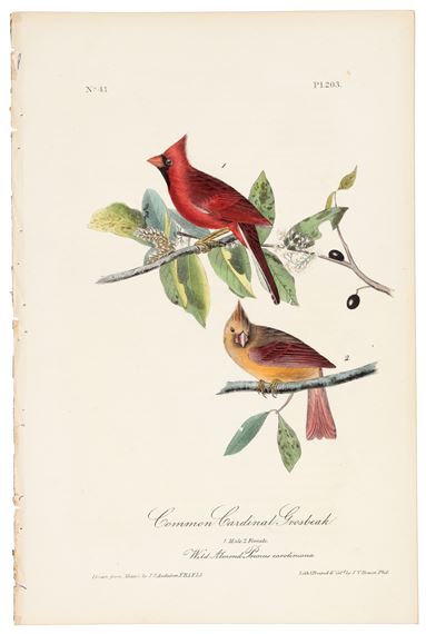 John James Audubon | Common Cardinal Grosbeak (1840 - 1844) | MutualArt