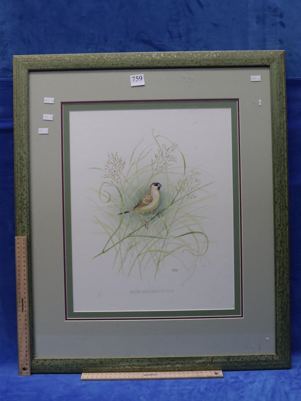 Peter Slater | PLUM-HEADED FINCH | MutualArt