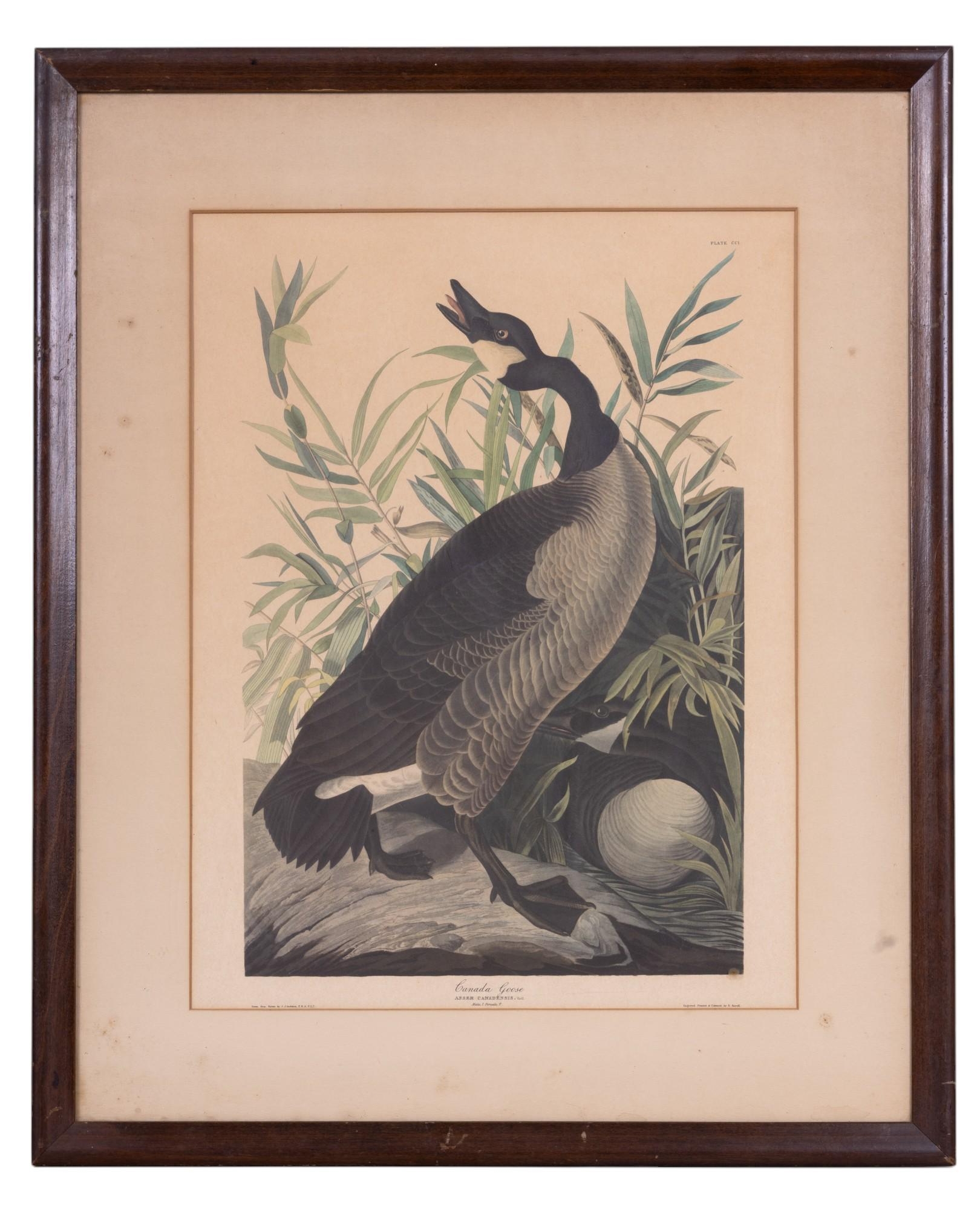 John James Audubon | Canada goose | MutualArt