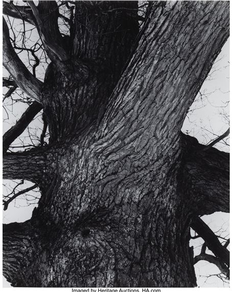 Edward Steichen | Venerable Tree Trunk | MutualArt