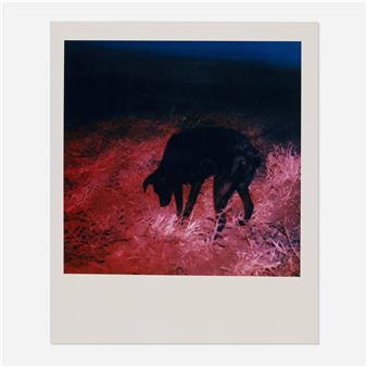 Michal Rovner | 298 Artworks at Auction | MutualArt