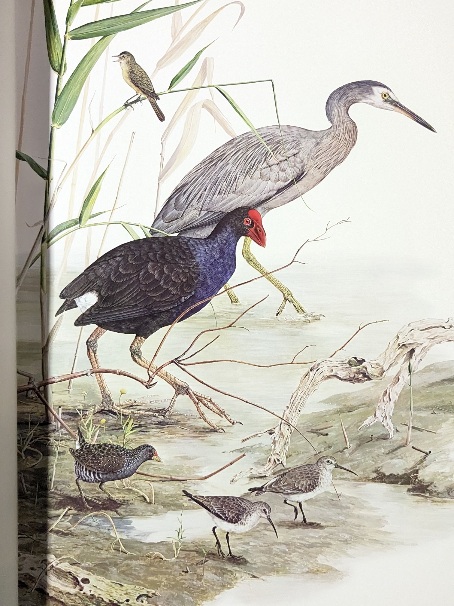 Frank Morris | Birds of the Australian Swamps | MutualArt