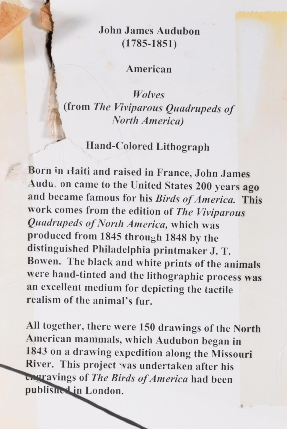 John James Audubon | ESQUIMAUX DOG from THE VIVIPAROUS QUADRUPEDS OF ...