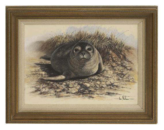 Ian Nathan | A grey seal | MutualArt
