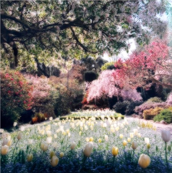 Lynn Geesaman | Filoli Gardens | MutualArt