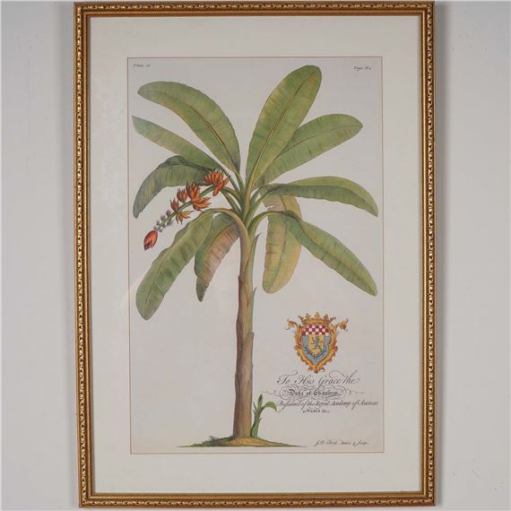Georg Dionysius Ehret | Banana Tree (Circa 1750) | MutualArt