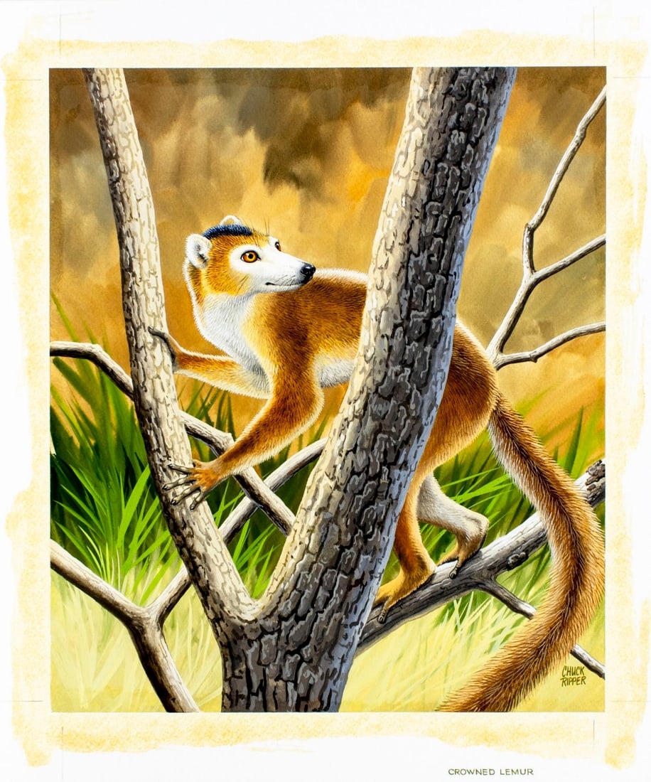 Chuck Ripper | Crowned Lemur (titled on verso (1994) | MutualArt