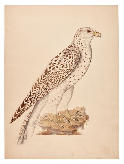 Elizabeth Gould | Elizabeth Gould | Gyrfalcon, original watercolour ...