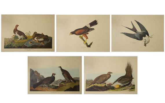 John James Audubon | Group of Five Color Plates from The Birds of ...