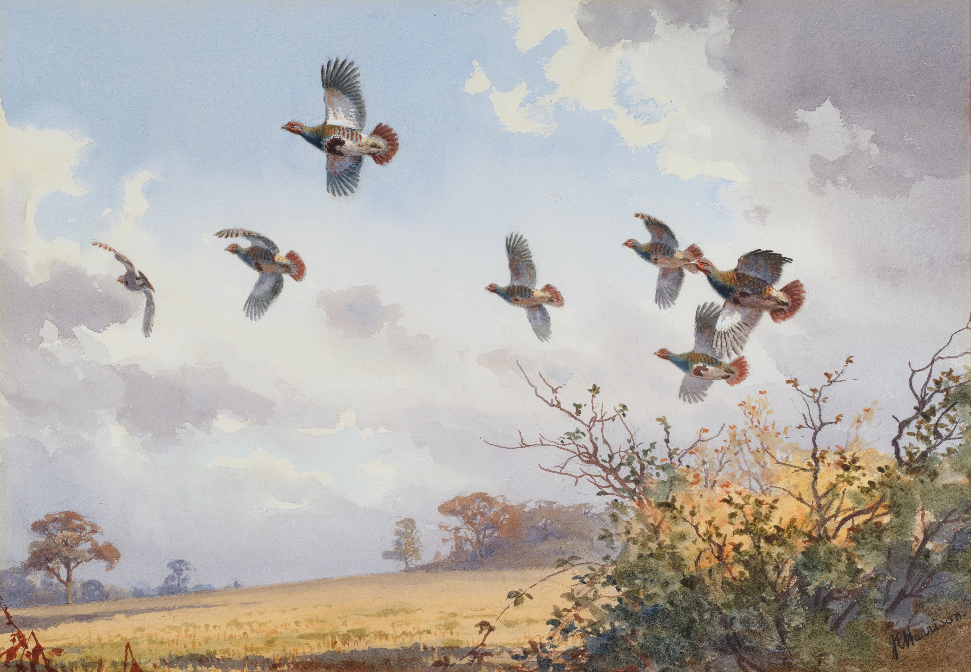 John Cyril Harrison | English Partridge in flight | MutualArt