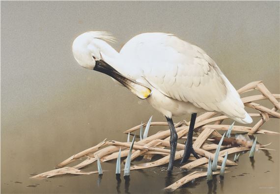 Raymond C. Watson | A Royal Spoonbill | MutualArt