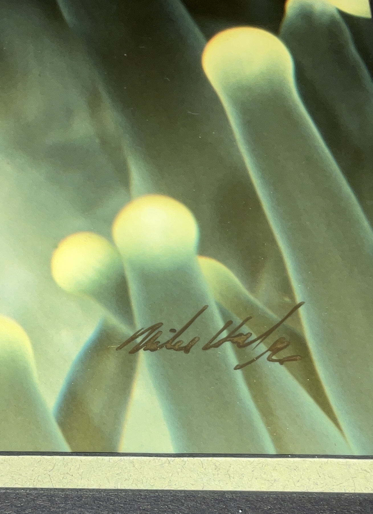 Mike Hurley | MIKE HURLEY SIGNED PANDA CLOWNFISH FROM THE SOLOMON ...