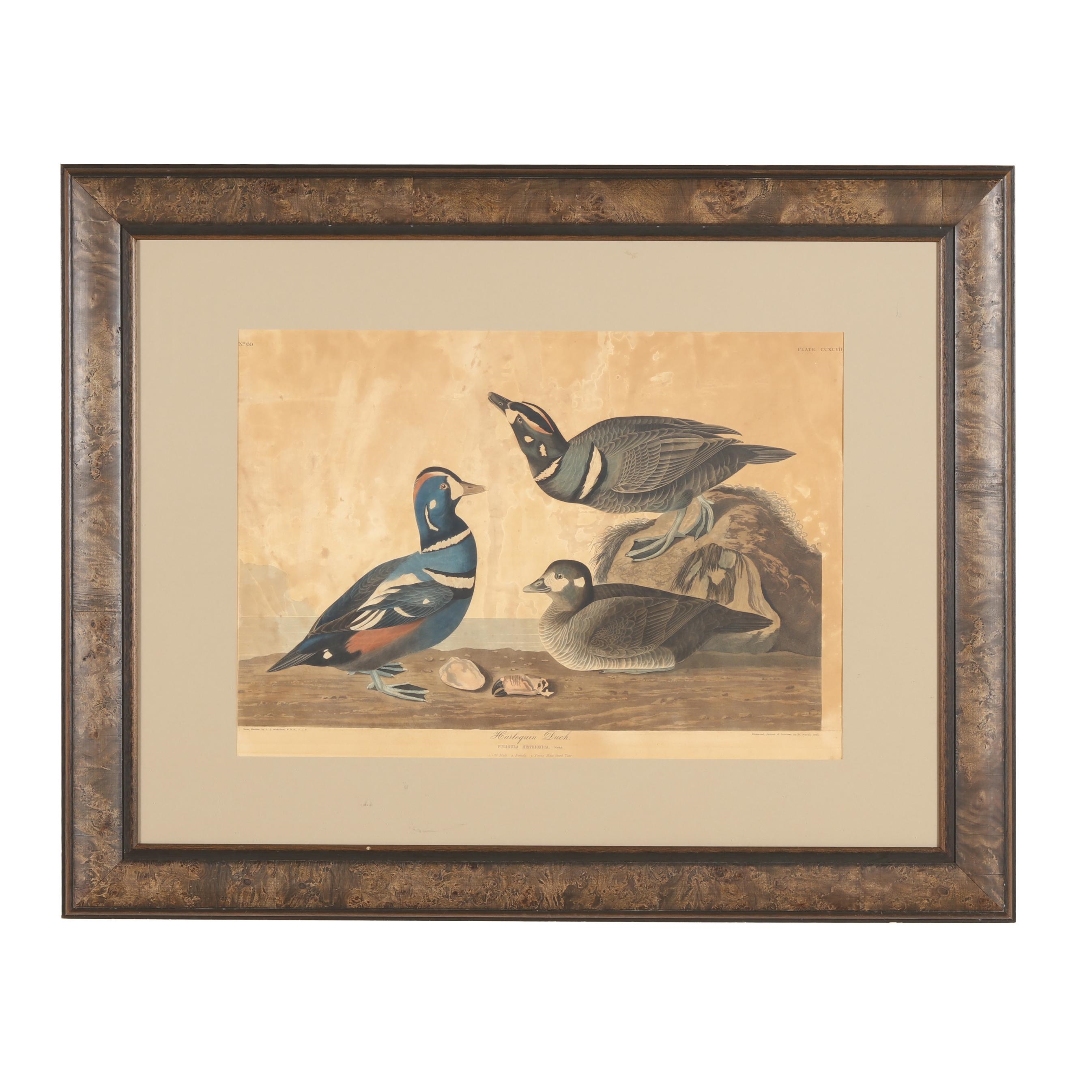 John James Audubon | Harlequin Duck, Havell Edition | MutualArt