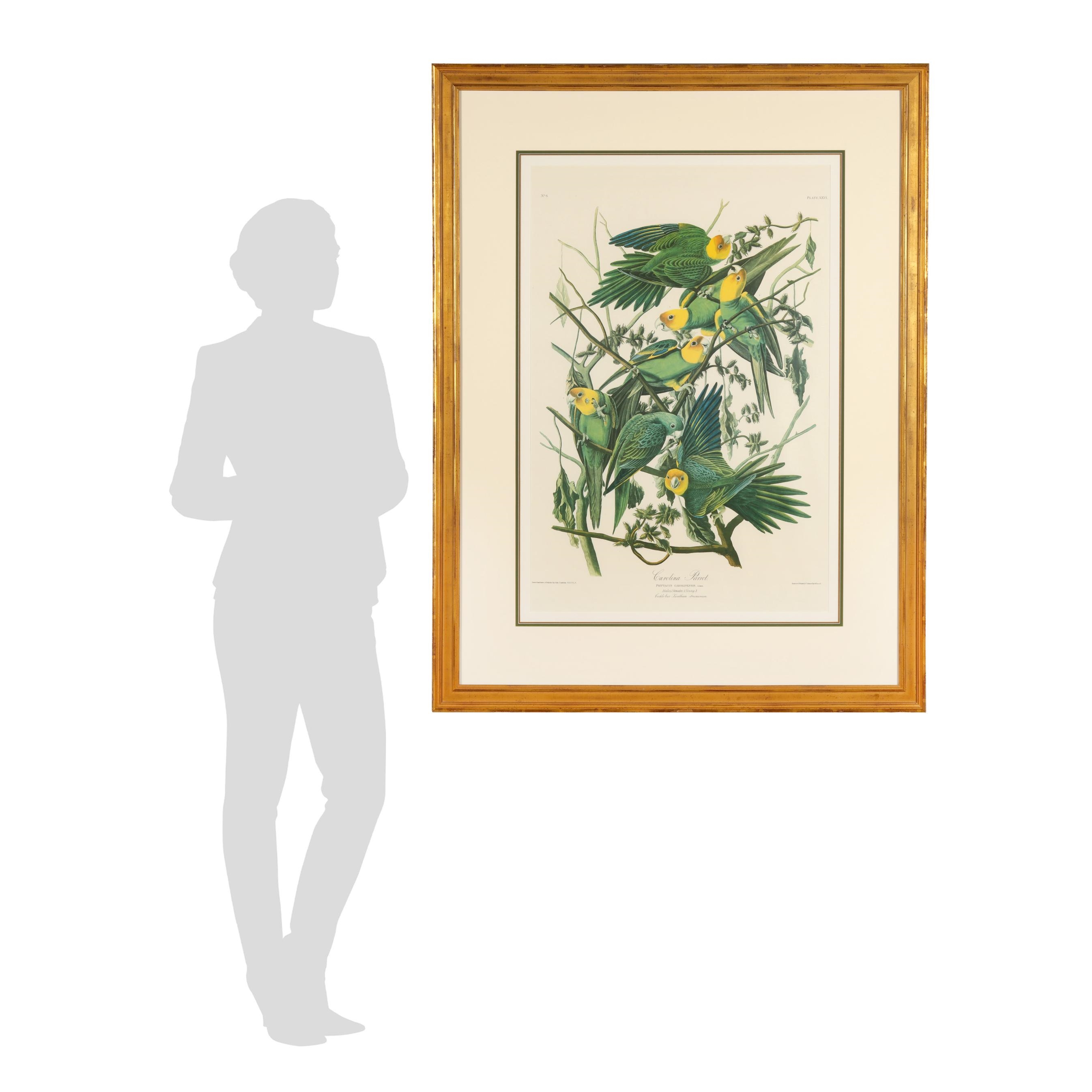 John James Audubon | Carolina Parrot | MutualArt