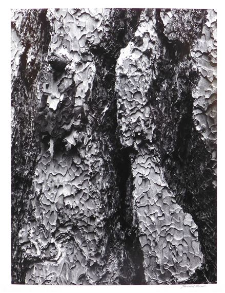 Howard Bond | Jeffery Pine | MutualArt