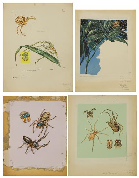 David Pratt | Illustrations of spiders (Circa 1964) | MutualArt