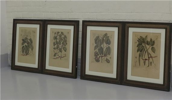 Lyndi Sales | SET OF 4 HAND COLOURED ETCHINGS - LEAF BOTANICAL ...