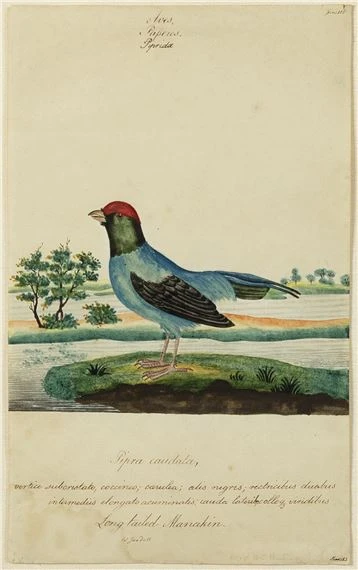 WILLIAM GOODALL | Long-tailed Manakin (1820) | MutualArt