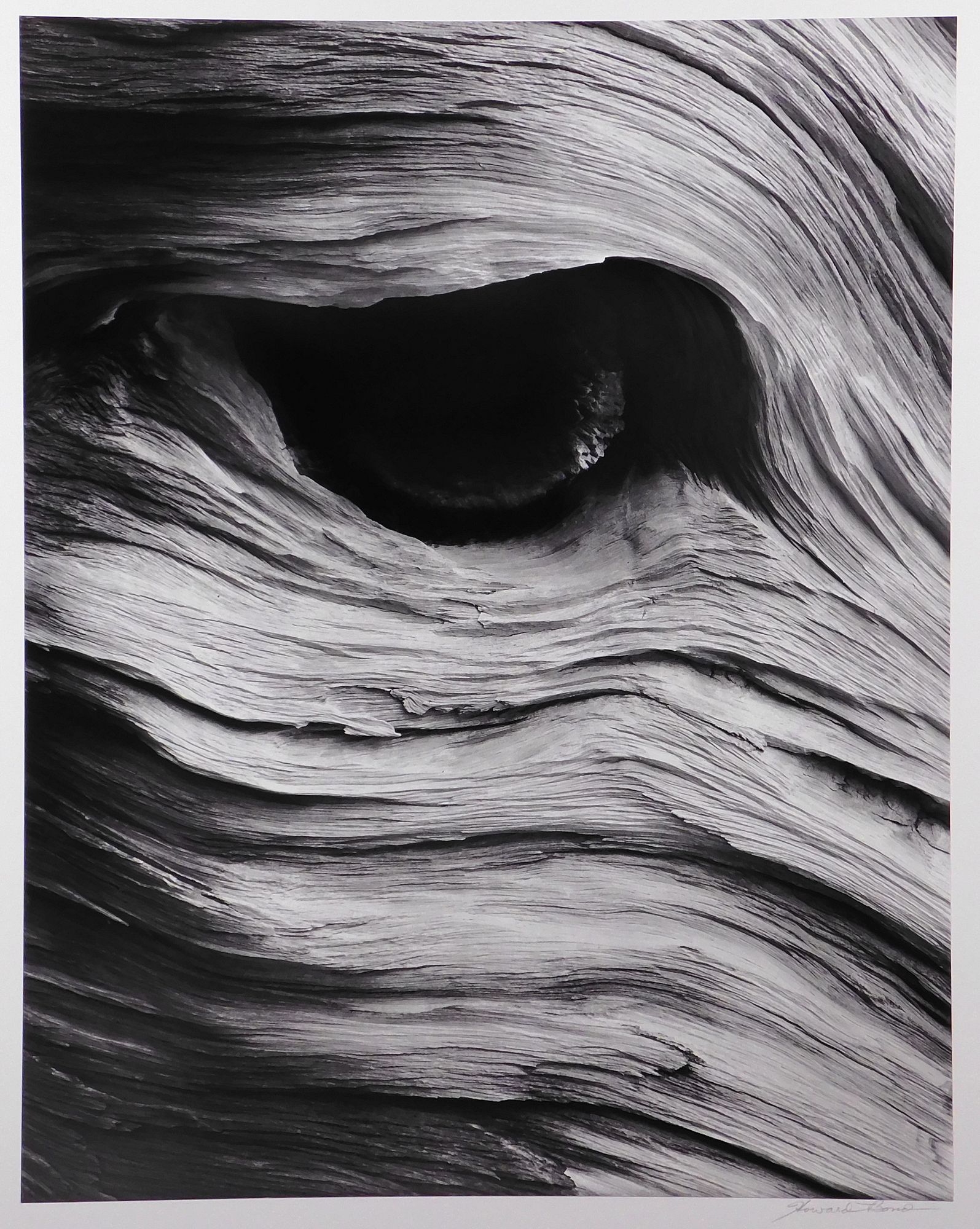 Howard Bond | Bristlecone Pine #40 (1995) | MutualArt