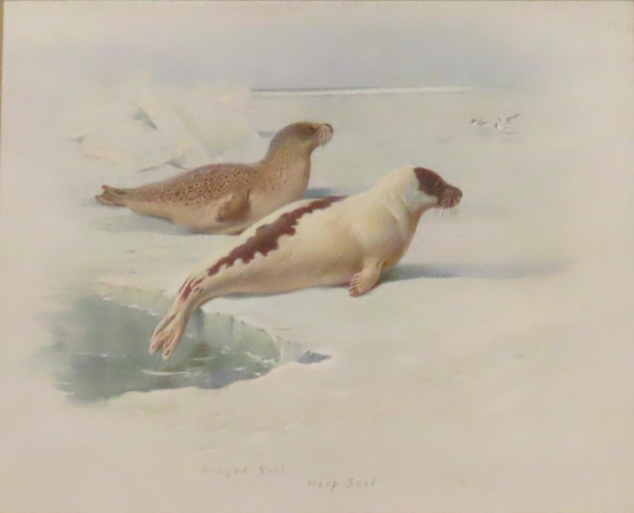 Archibald Thorburn | A collection of print multiples depicting seals ...