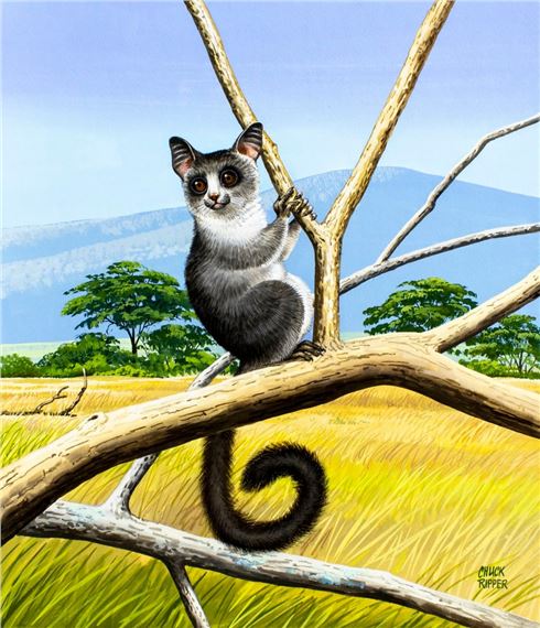 Chuck Ripper | Lesser Galago (1998) | MutualArt