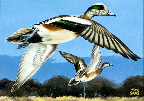 Chuck Ripper | American Wigeon Ducks | MutualArt