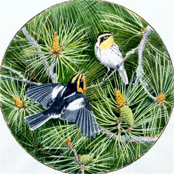 Peter Barrett | Blackburnian Warbler Bird | MutualArt