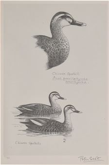 Peter Markham Scott | Mallard Alighting | MutualArt